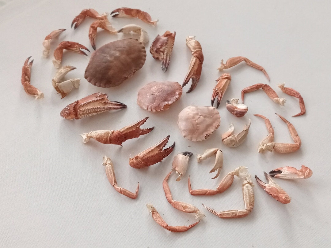 30 Portuguese Crab Claws Legs Sea Shells Medium Size for Craft Making ...