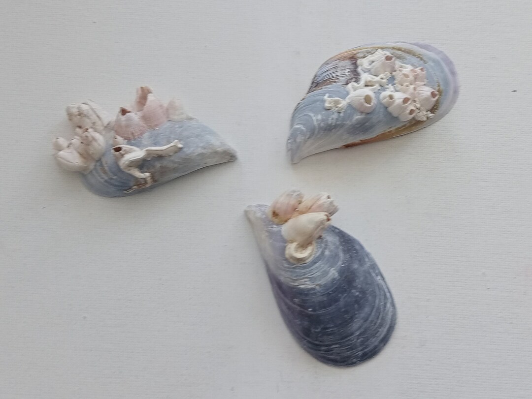 3 Pcs Barnacle Mussel Shells for Marine Wall Art Natural Barnacle ...