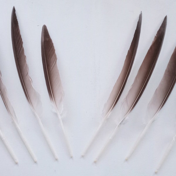 Seagull Feather - Etsy