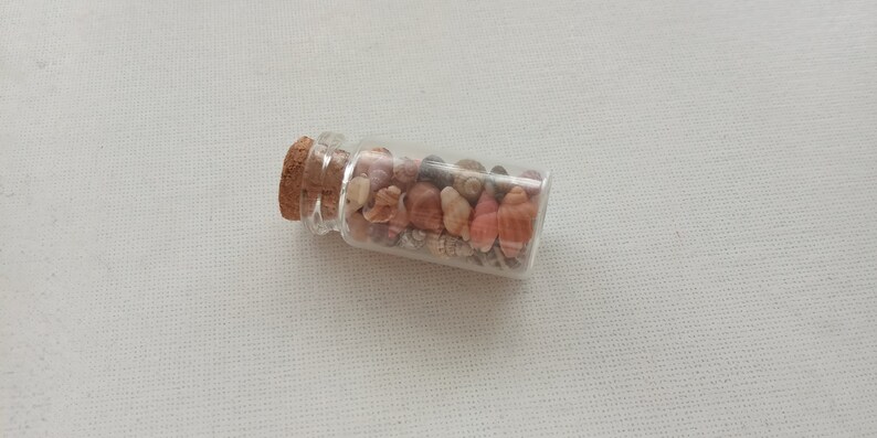 Small Sea Shells in Glass Bottle for Miniature Garden - Etsy