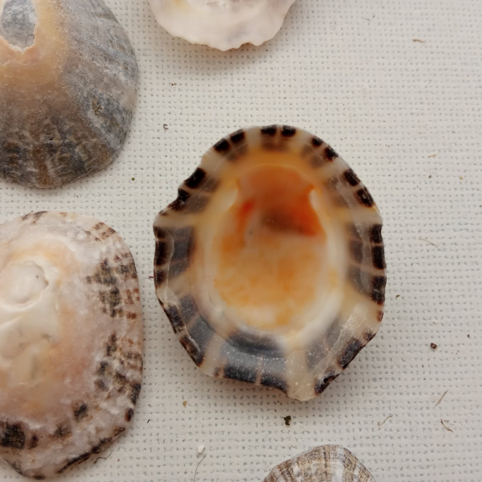 100 Limpet Shells Large Lot With Quality for Wedding Decor - Etsy