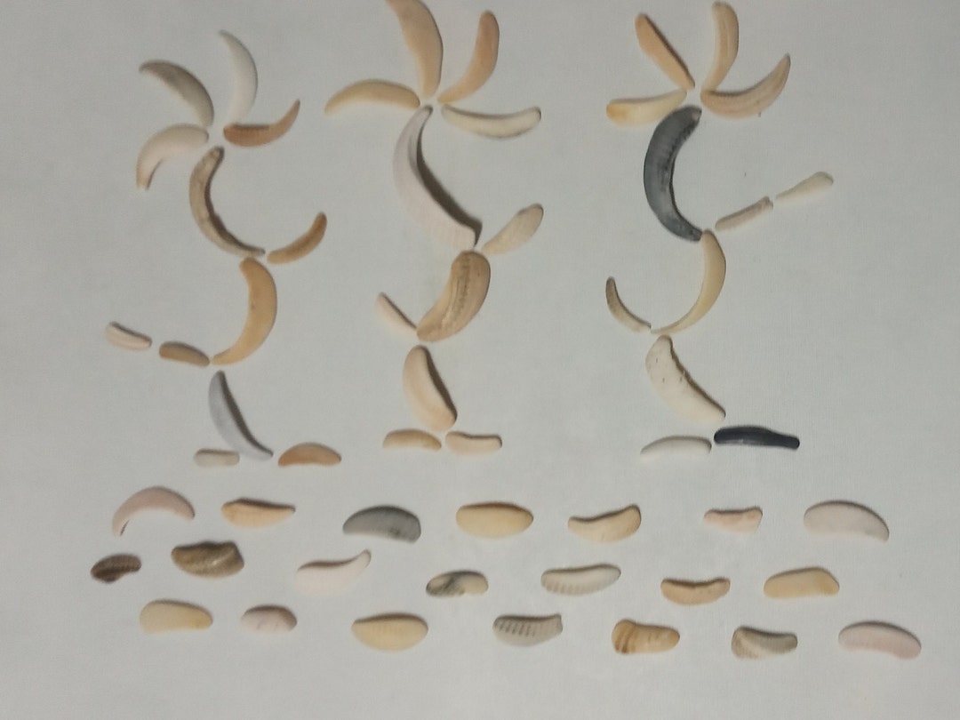 50 Sea Shell Shards Shell Fragments for Jewelry Supplies Creative ...