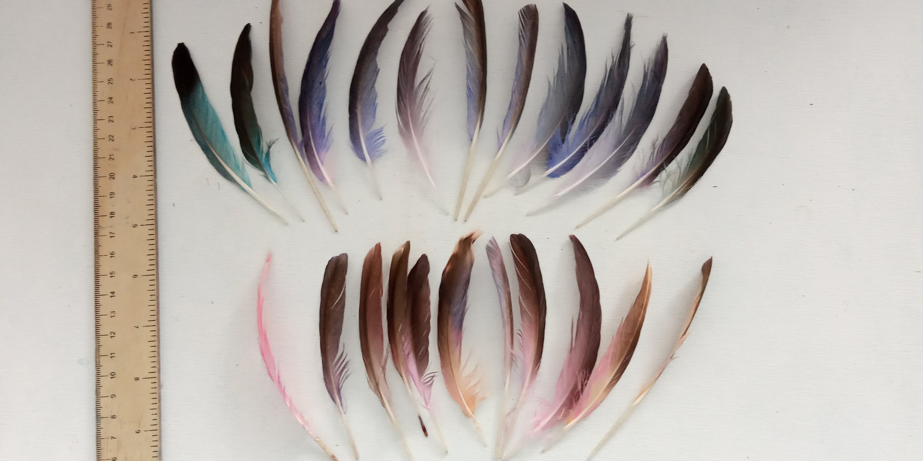 24 Hand-painted Natural Seagull Feathers for Creative Projects | Etsy