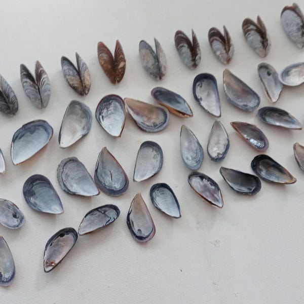 Mussel Shells - Etsy