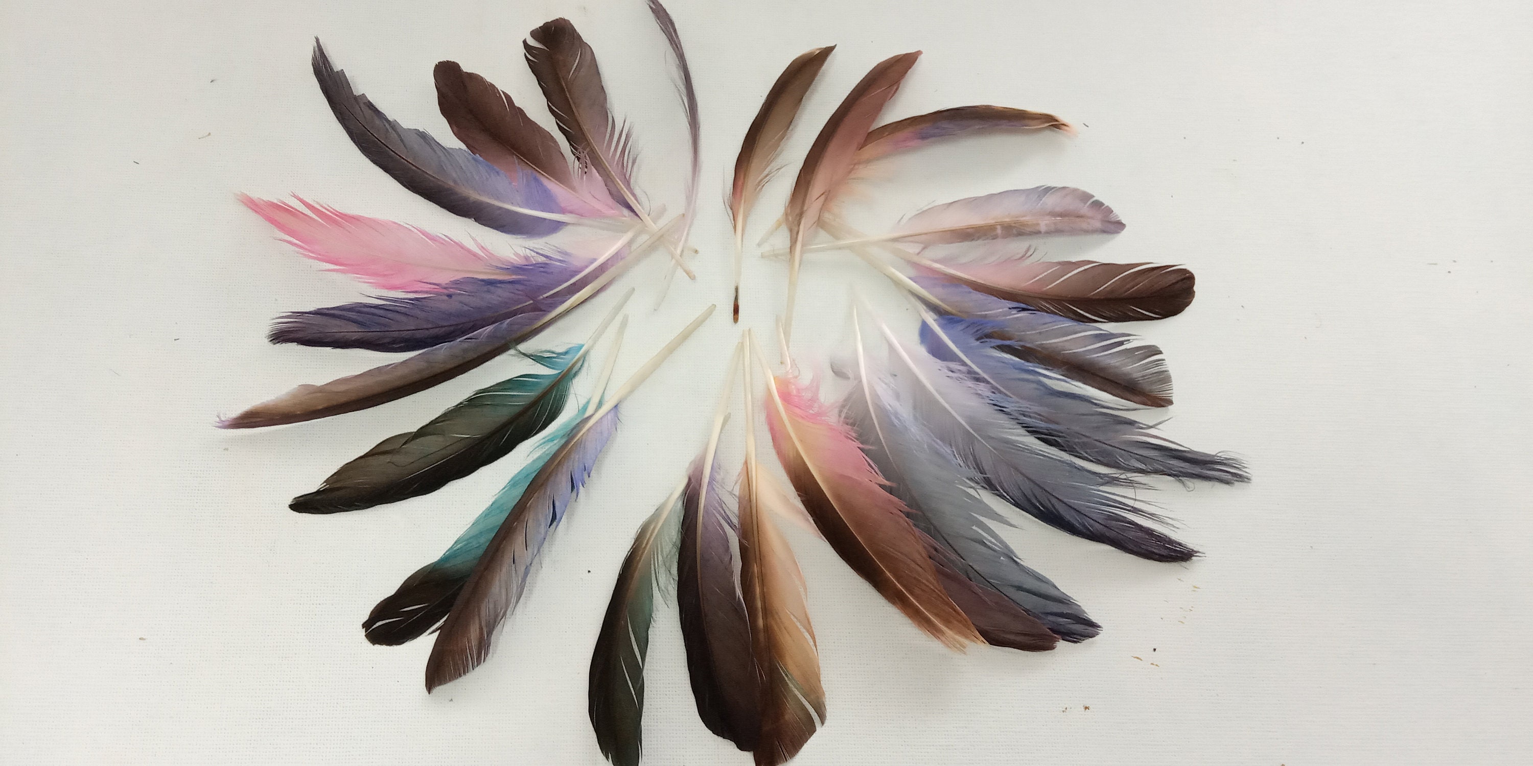 24 Hand-painted Natural Seagull Feathers for Creative Projects | Etsy