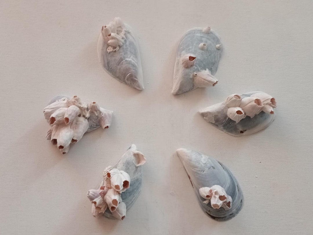 6 Barnacle Mussel Shells for Marine Wall Art Natural Barnacle Seashells ...