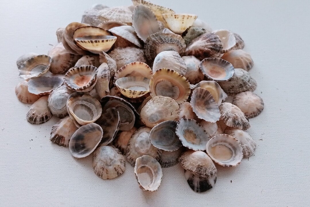 100 Limpet Shells Large Lot With Quality for Wedding Decor - Etsy