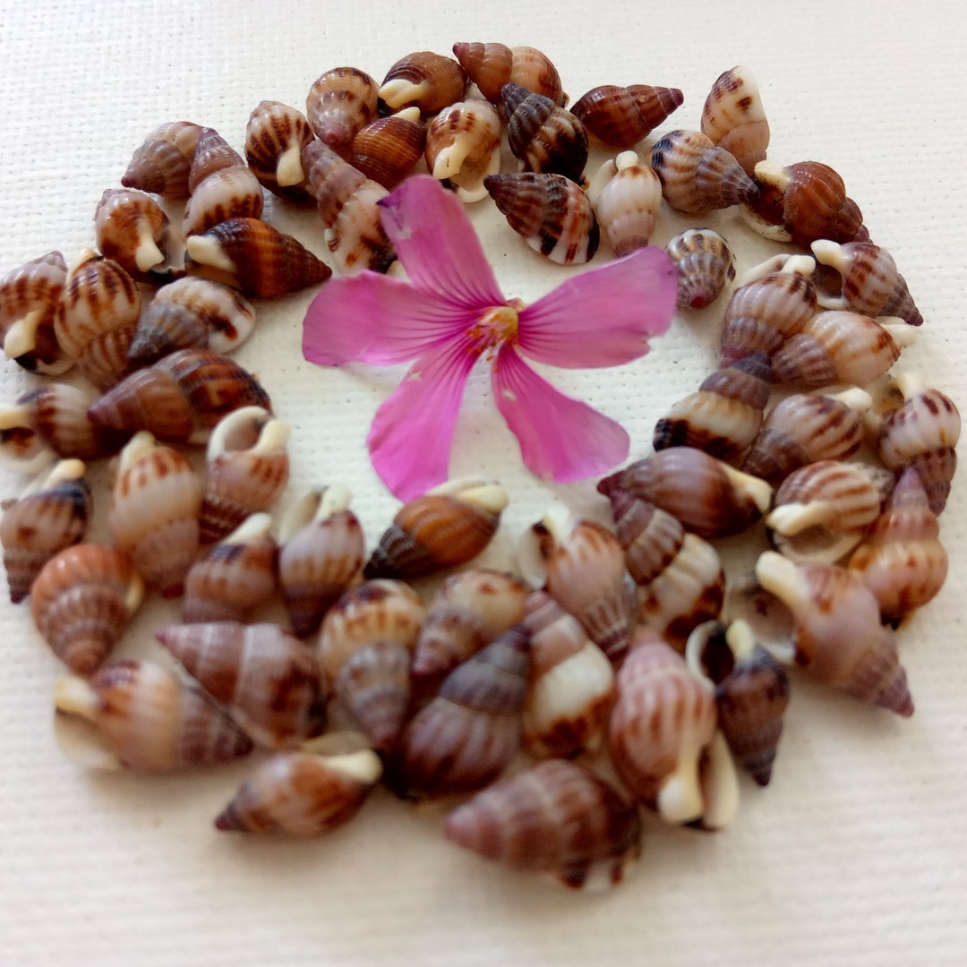 50 Tiny Purple With Stripes Dog Winkle Shells Portuguese Seashell Bulk ...
