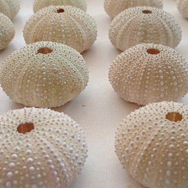 Sea Urchin Shells - Etsy