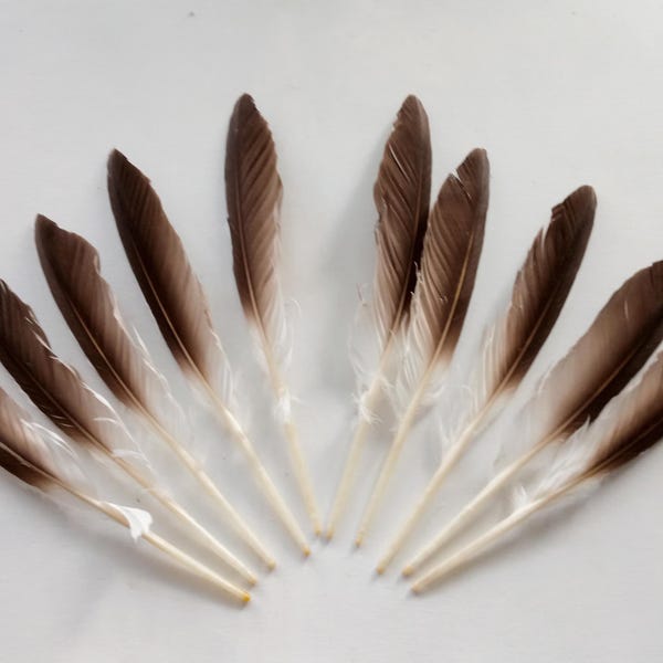 Seagull Feather - Etsy