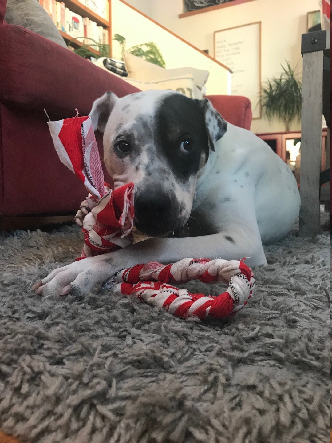 Tuff Tug Ropes M to X-lg - Etsy