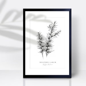 Printable Western Larch Illustration Print, Black and White Digital ...