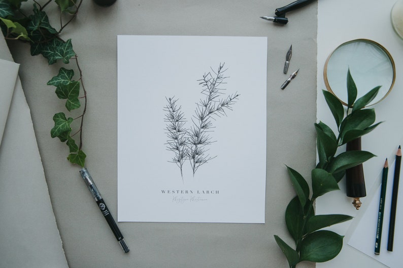 Botanical Flower Print, Western Larch Giclee Print, Black and White ...