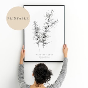 Printable Western Larch Illustration Print, Black and White Digital ...