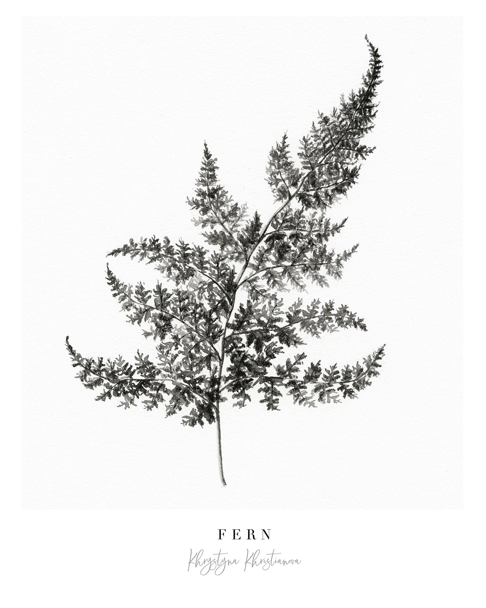 PRINTABLE Fern Leaf Illustration, Black and White Digital Download ...