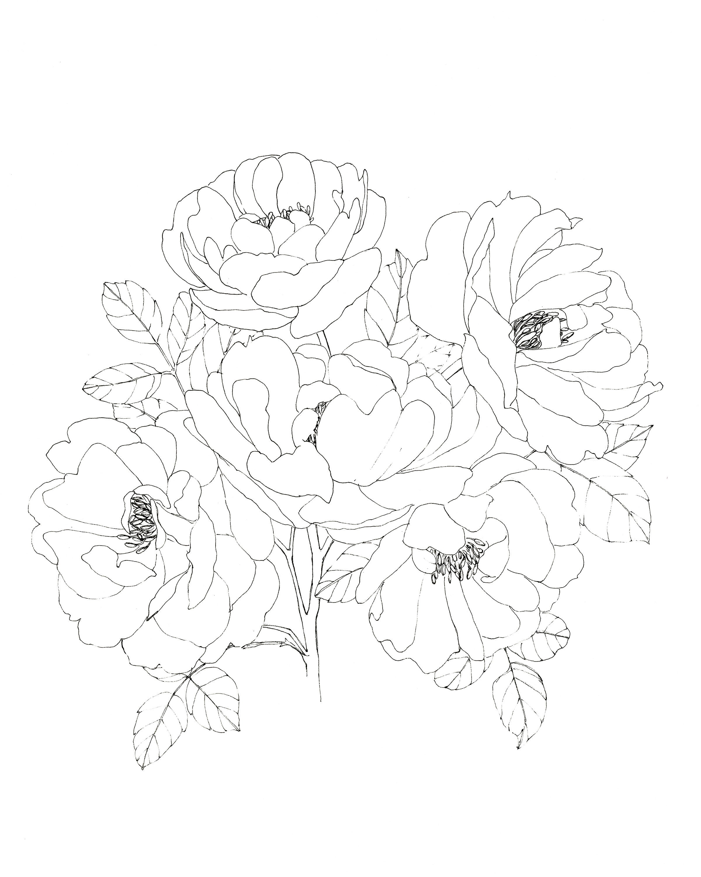 Rose Flowers Botanical Fine Art Print Ink Floral - Etsy