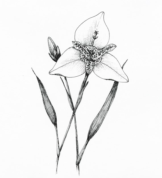 Drawing & Illustration Digital Flame Lily PNG JPG Downloadable ...