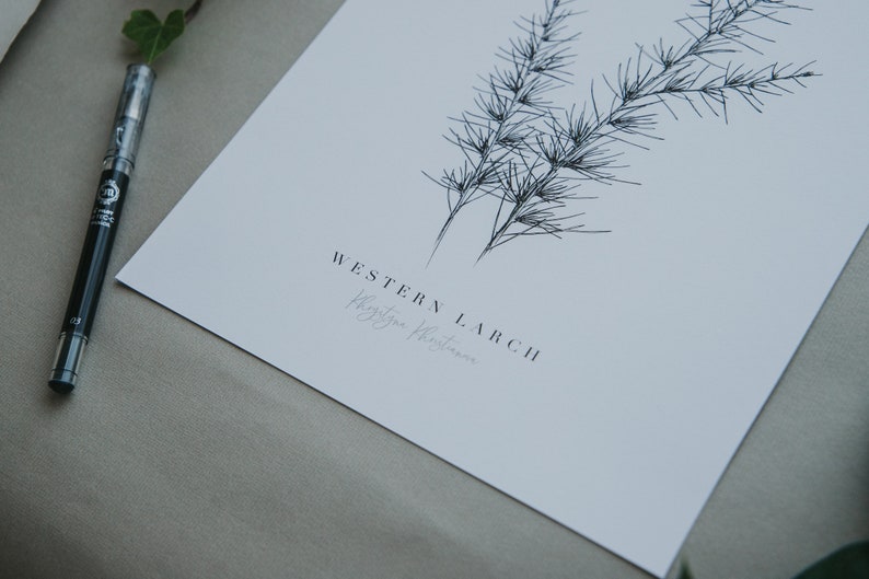 Botanical Flower Print, Western Larch Giclee Print, Black and White ...