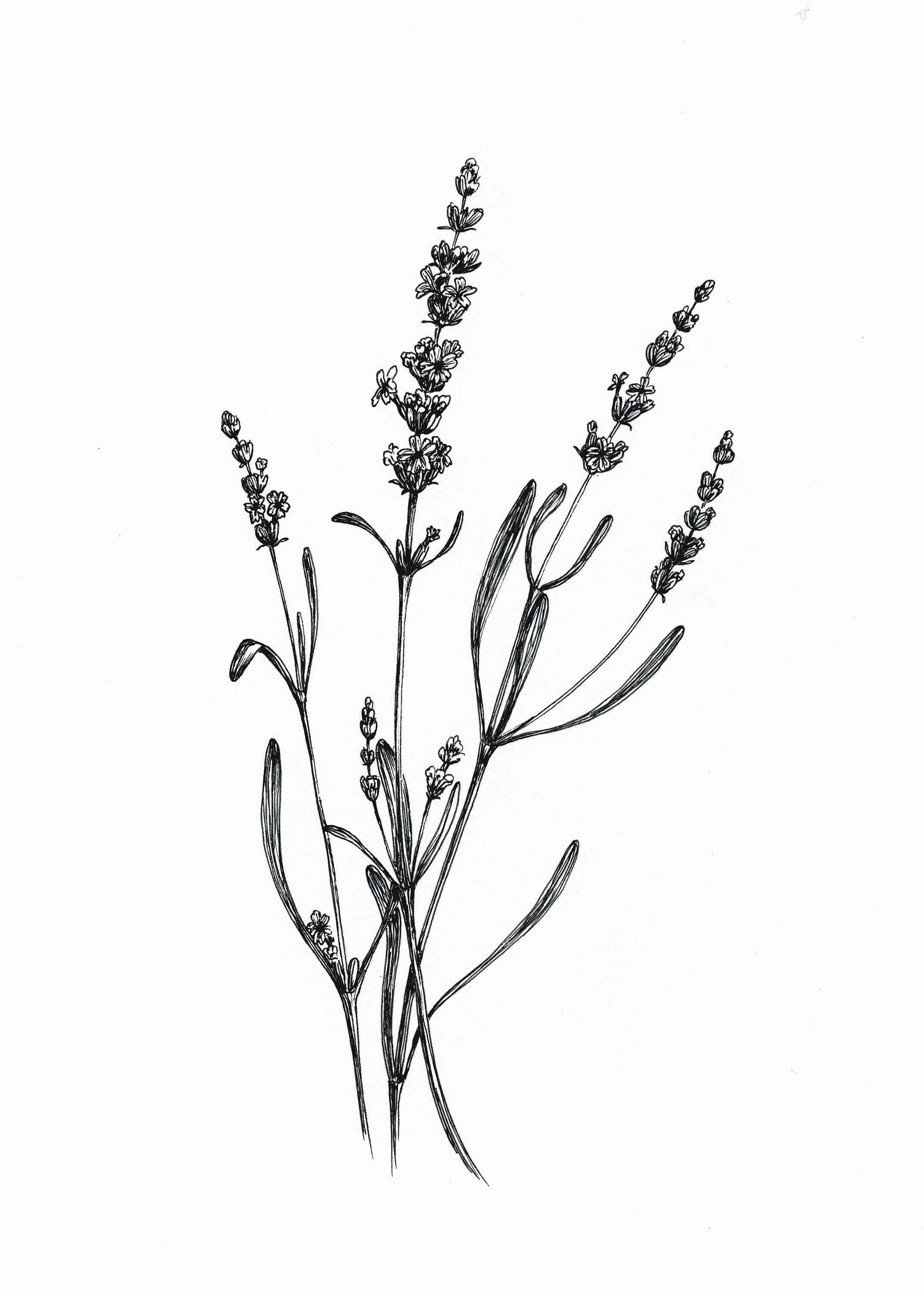 Digital Lavender Drawing, Hand Drawn Floral Ink Illustration. Black Ink ...