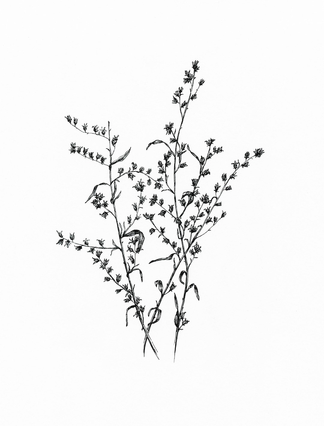 Digital Hand Drawn Wildflower Ink Illustration. Dry Weeds. Black Ink ...