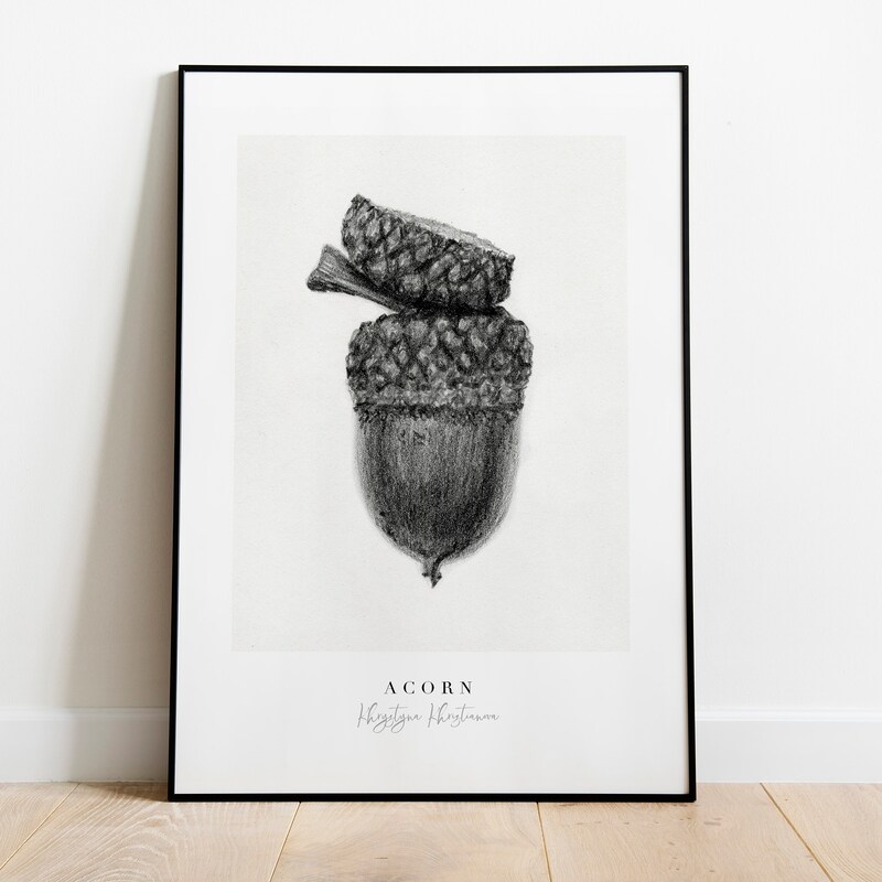 Acorn Illustration - Etsy