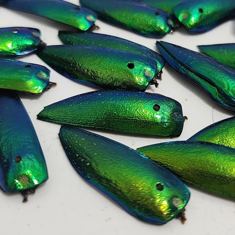 Beetle Wings - Etsy