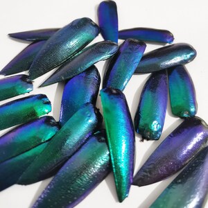 Rare Colors 50 Blue Purple Jewel Beetle Wing Elytra Sternocera ...