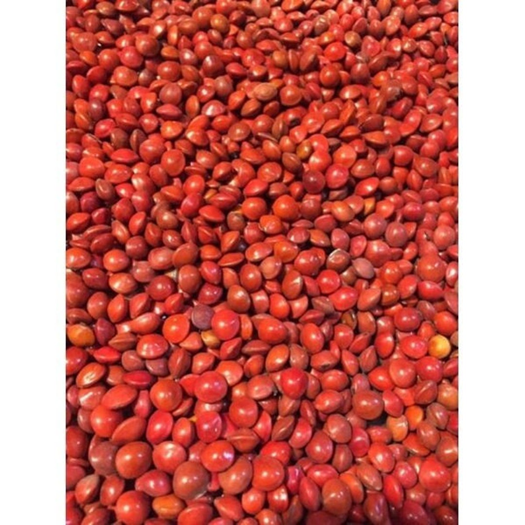 50 Red Gunja Seeds Natural Beads Jewelry Making Traditional Craft Eco ...
