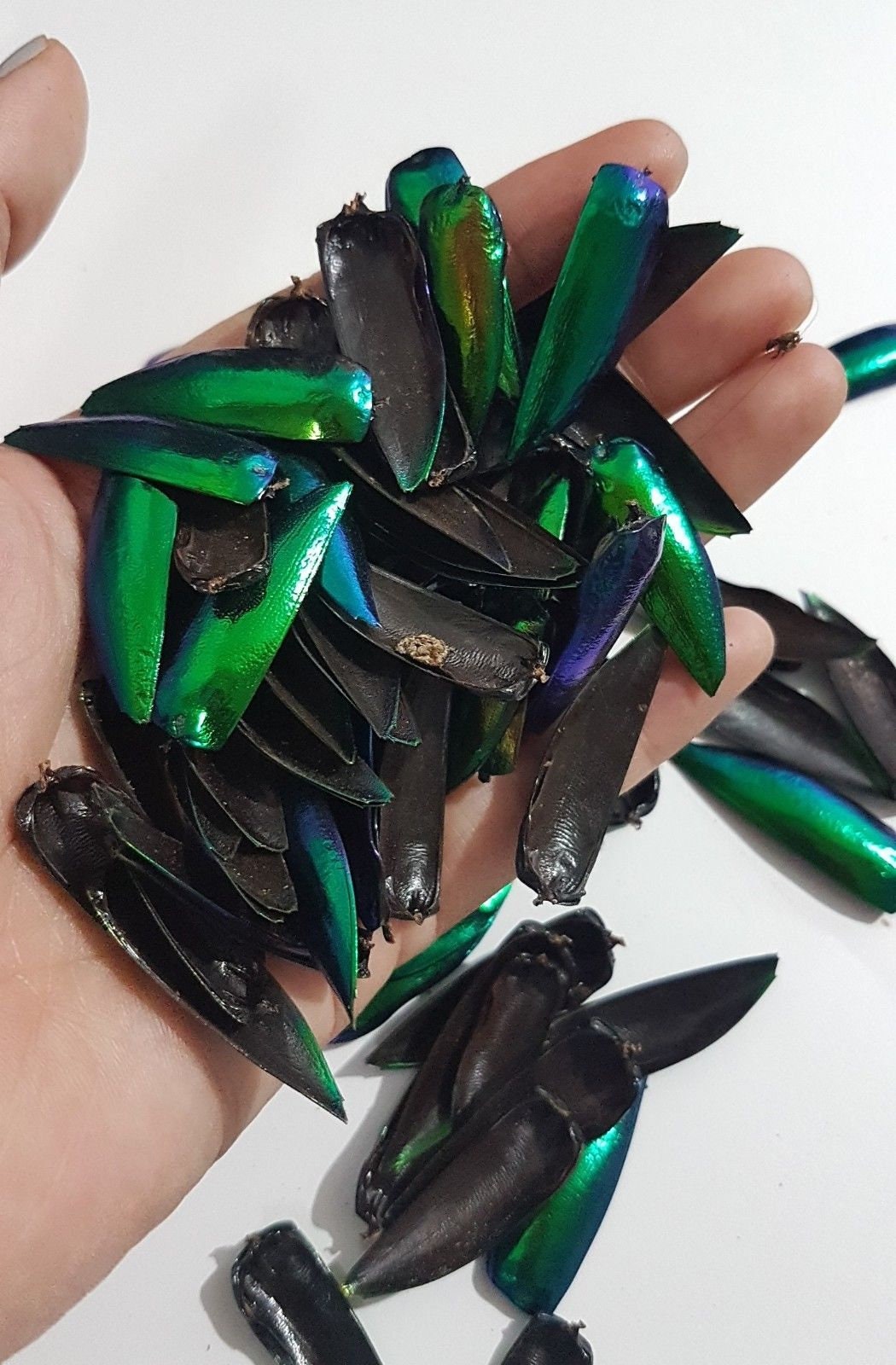 Jewel Beetle Wings
