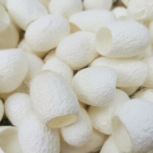 Organic White Silk Cocoons for Facial Scrub, Gentle Scrub for Sensitive ...