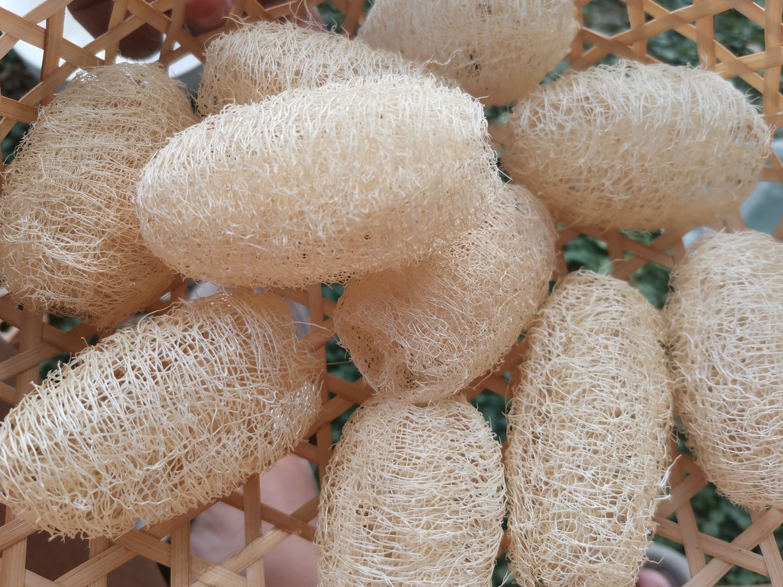 Lot of 5-6cm Luffa Fiber Scrub Organic body scrub Soap | Etsy