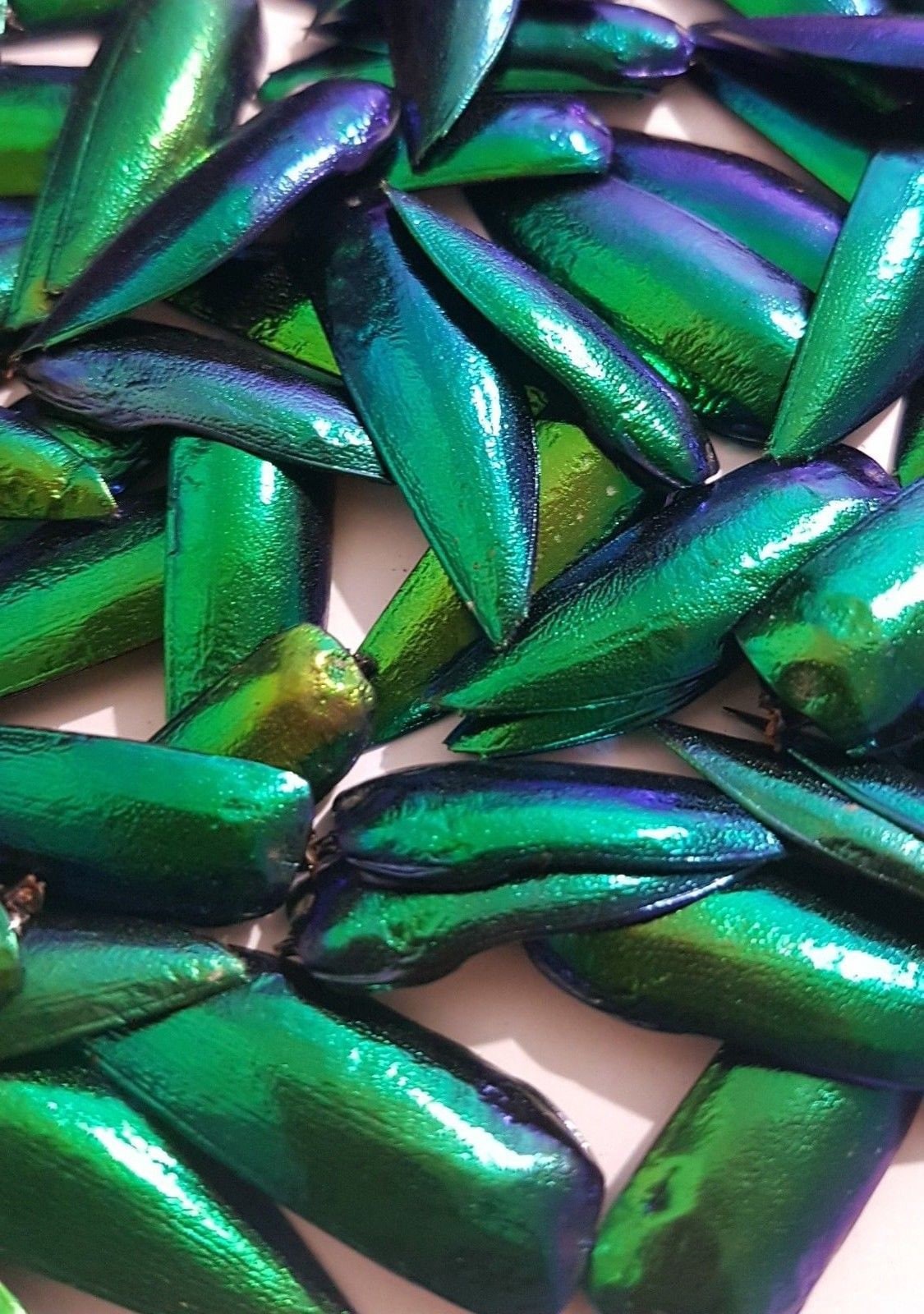 Jewel Beetle Wings
