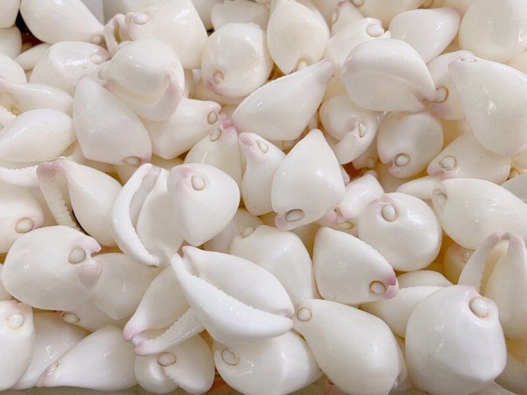 Rare White Pink Cowrie Shells Natural Crafts Supply Art Design Handmade ...