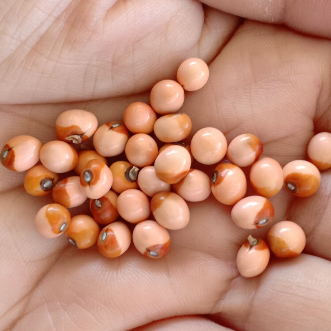 Super Rare 30 Pink Beige Gunja Seeds Natural Beads Jewelry Making ...