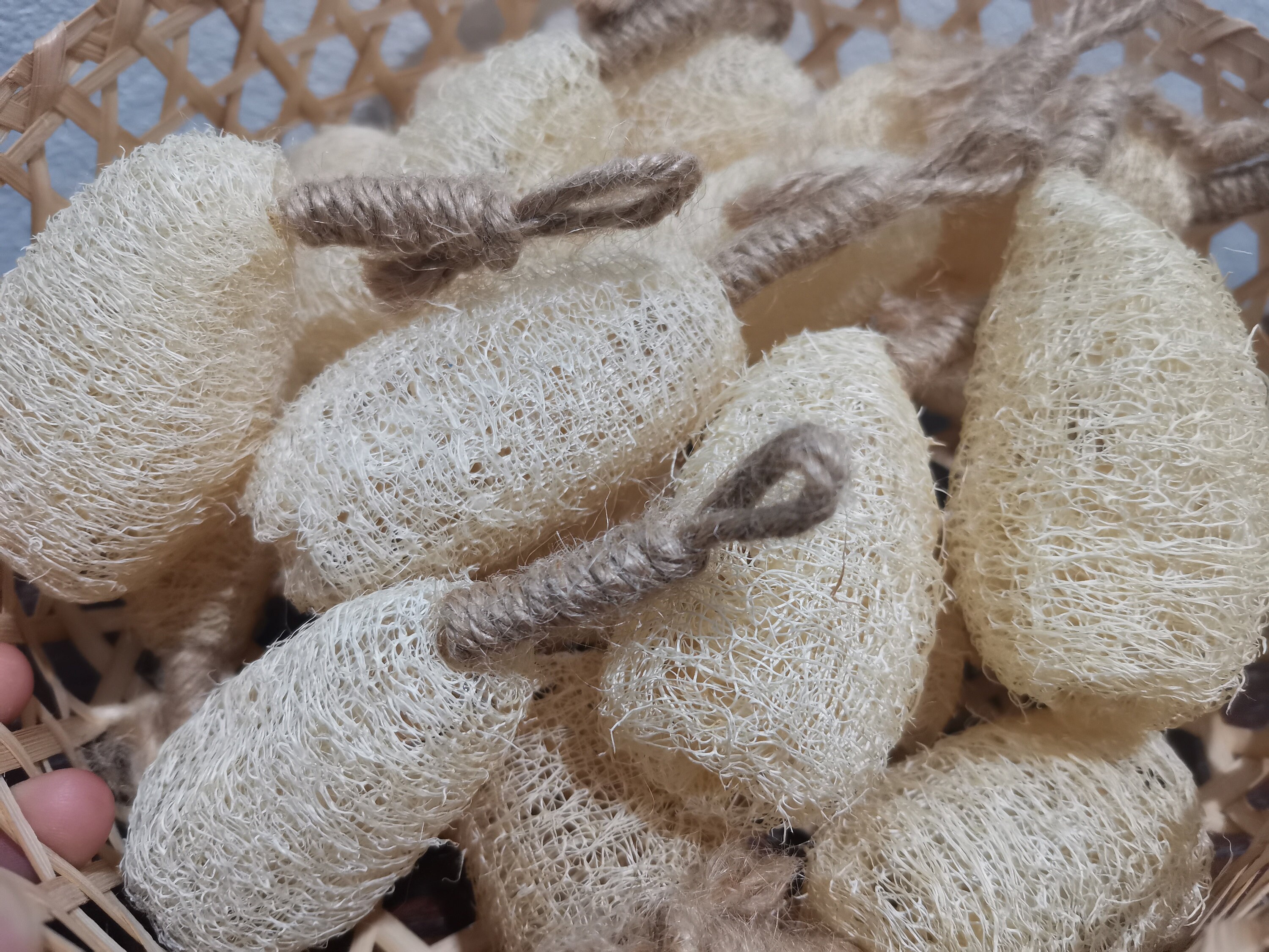 Lot of 5-6cm Luffa with rope Organic body scrub Soap craft | Etsy