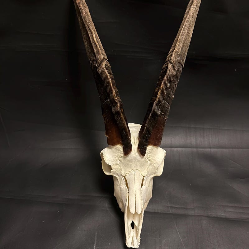 Real Goat Skull - Etsy