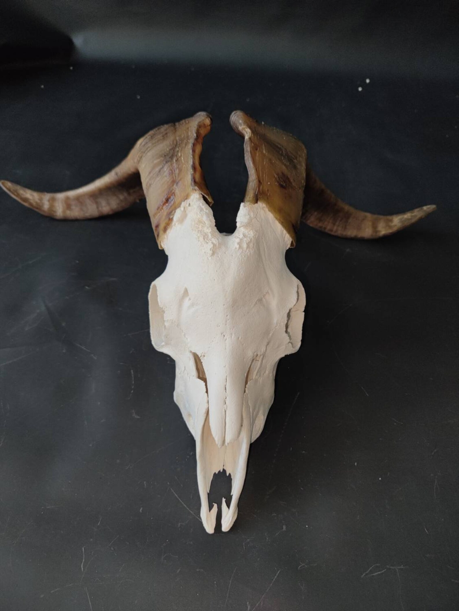 Real goat skull with huge horns. Very big skull of real goat | Etsy