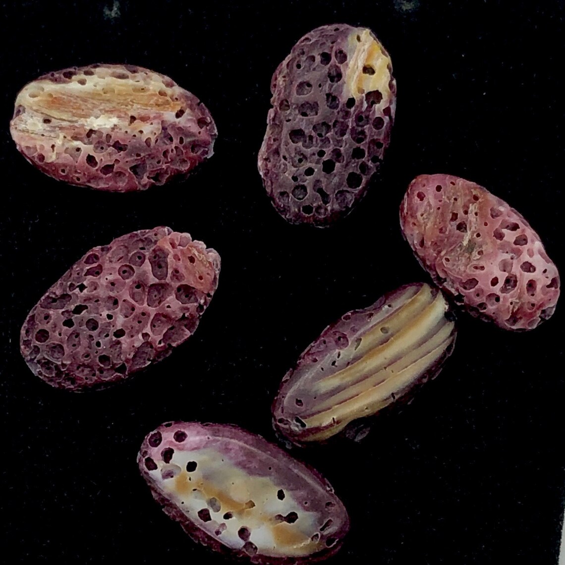 Purple Spine Oyster Shell Oval 16x10x5 Purple Orange 2 - Etsy