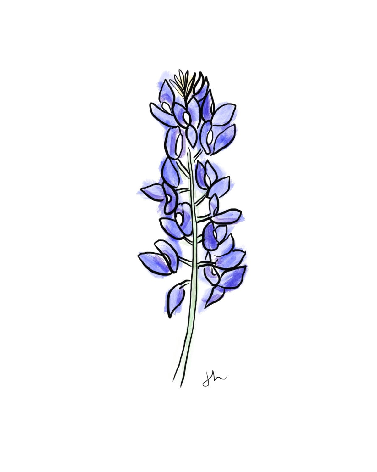 Diagram Of Flower Texas Bluebonnet