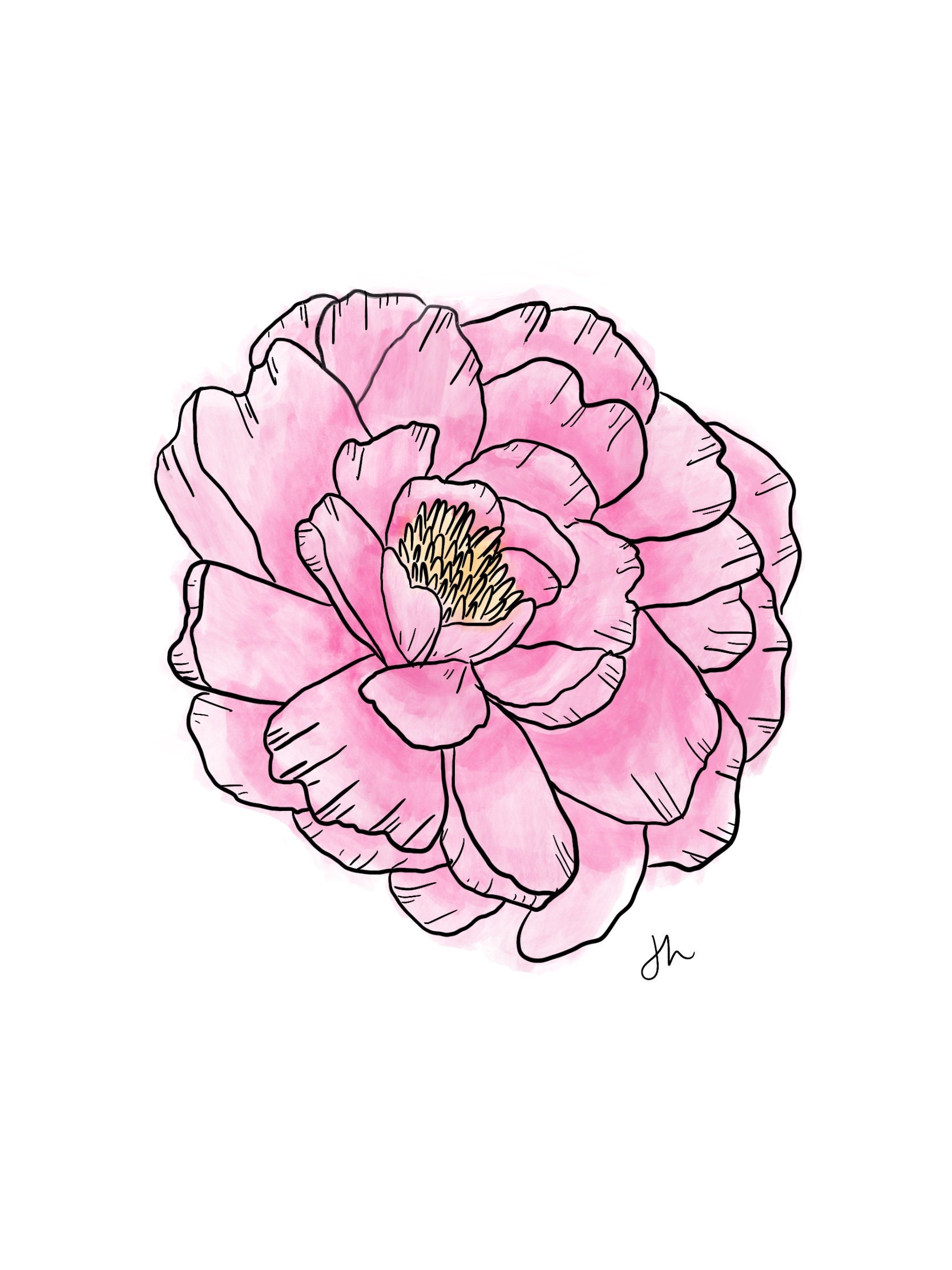 Peony Flower Watercolor Drawing, Indiana State Flower digital Download ...