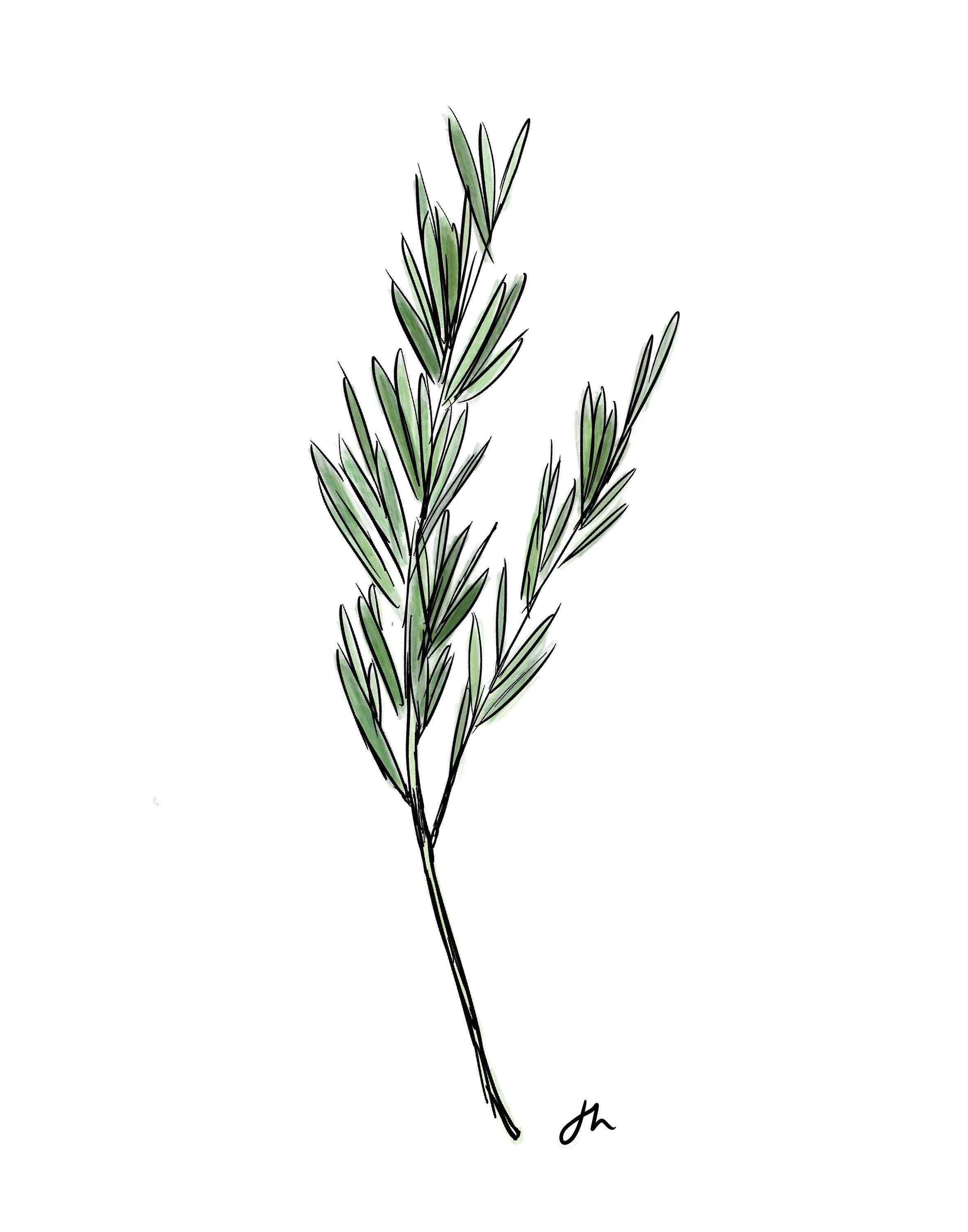 Rosemary Leaf Drawing