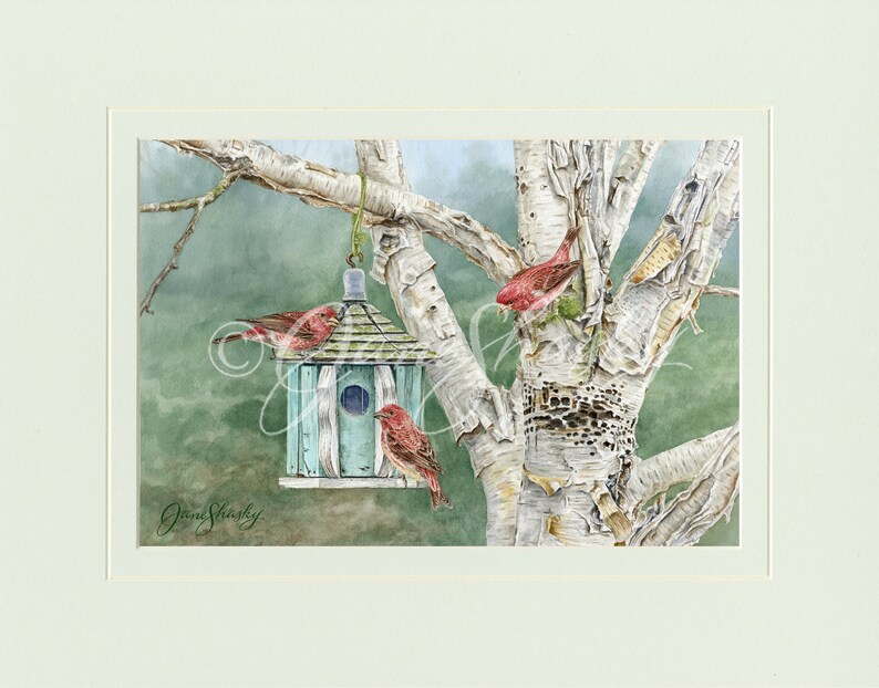 Purple Finches Birch Birdhouse Fine Art Print by Jane Shasky - Etsy