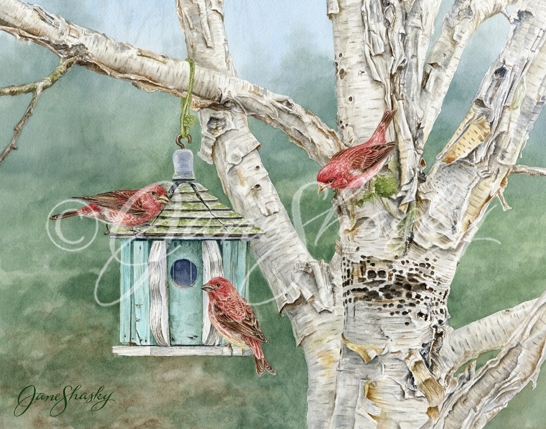 Purple Finches Birch Birdhouse - Fine Art Print by Jane Shasky - Etsy