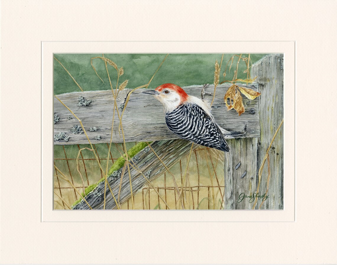 Woodpecker on Fence Original Art Print by Jane Shasky | Etsy