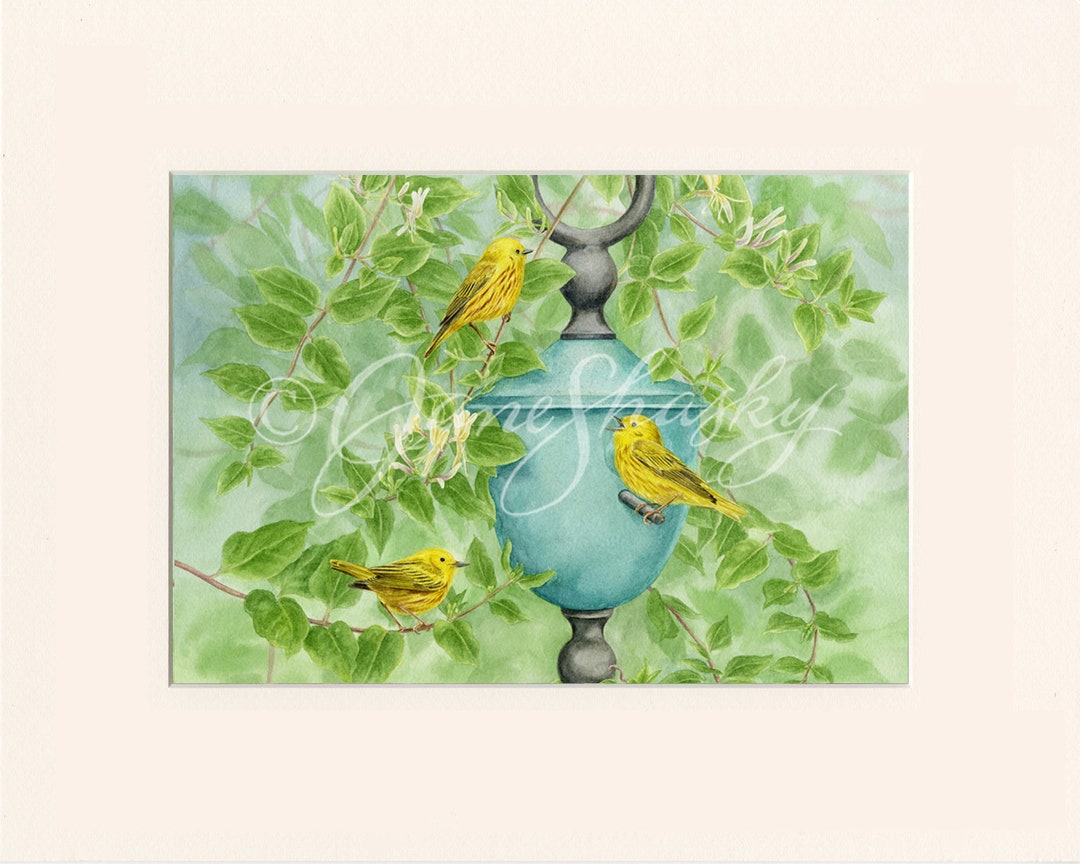 Honeysuckle Warblers - 8 X 10 Original Fine Art Print, Matted by Jane ...