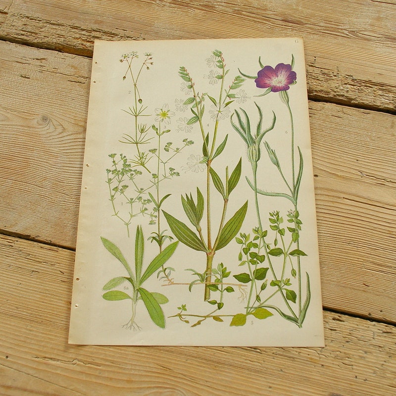 Botanical Book Plate - Etsy