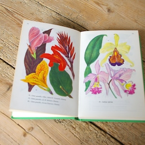 Vintage Flower Book Guide Houseplants, 100+ Color Flower Illustrations ...