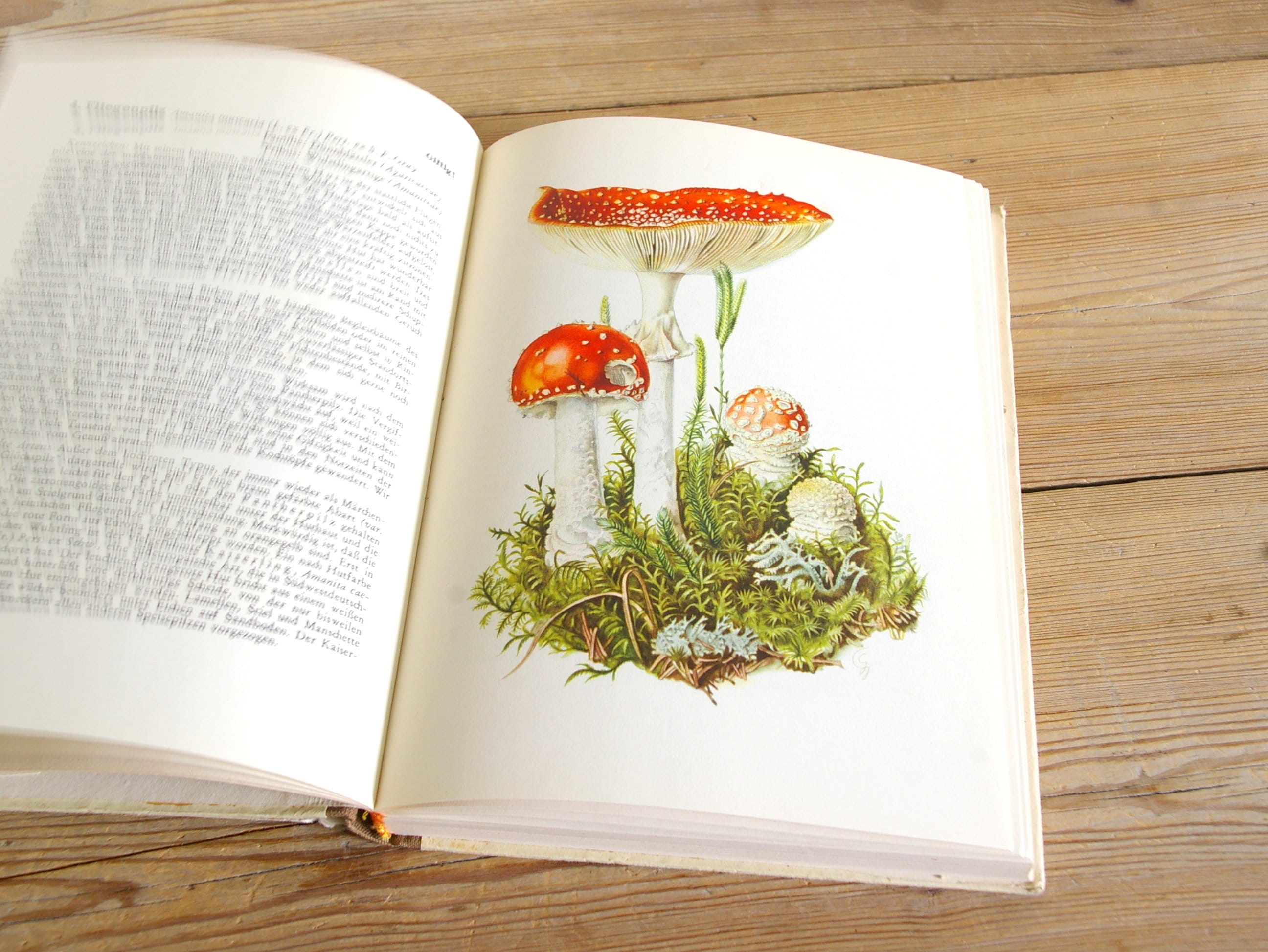 Vintage Mushroom Fungi Book With Color Illustrations, Toadstool Field ...