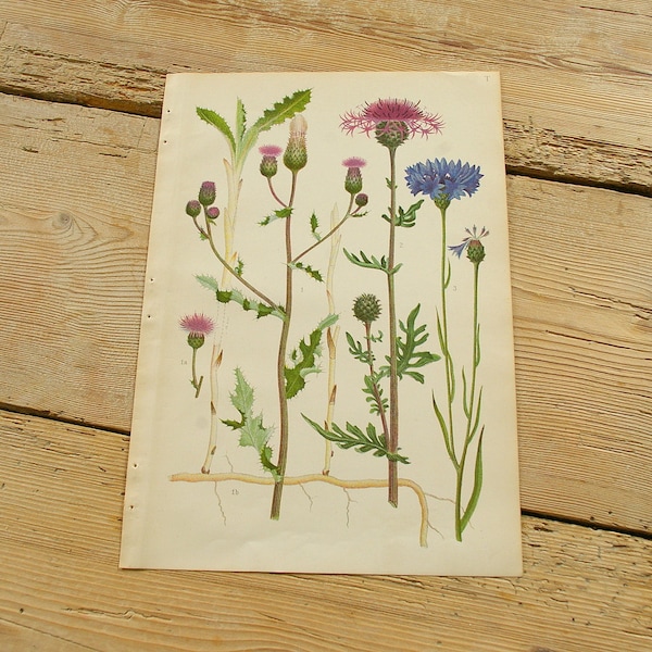 Botanical Book Plate - Etsy