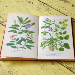 Vintage Flower Book Guide Houseplants, 100+ Color Flower Illustrations ...